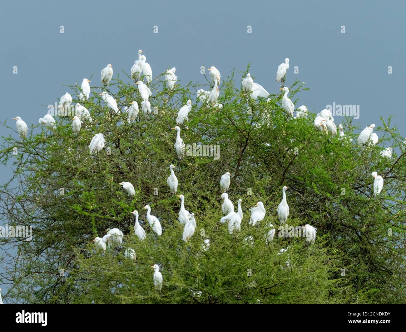 Egrets of africa hi-res stock photography and images - Alamy
