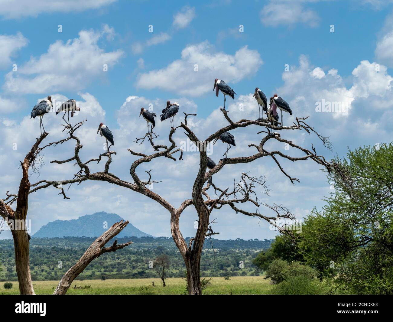 Roosting space hi-res stock photography and images - Alamy