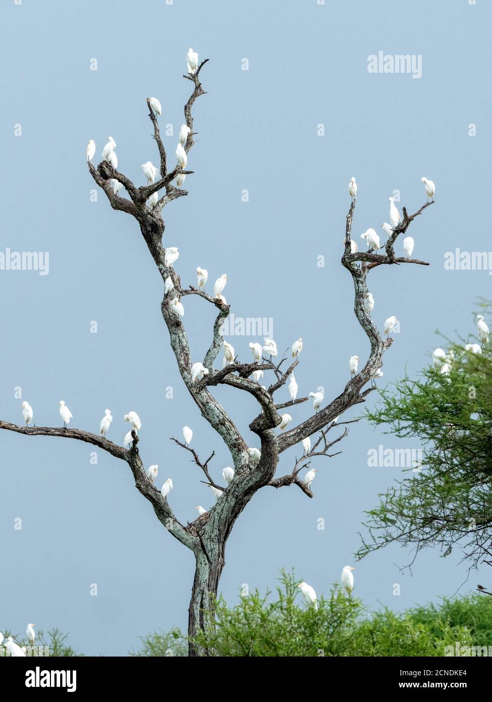 Egrets perching in tree hi-res stock photography and images - Alamy