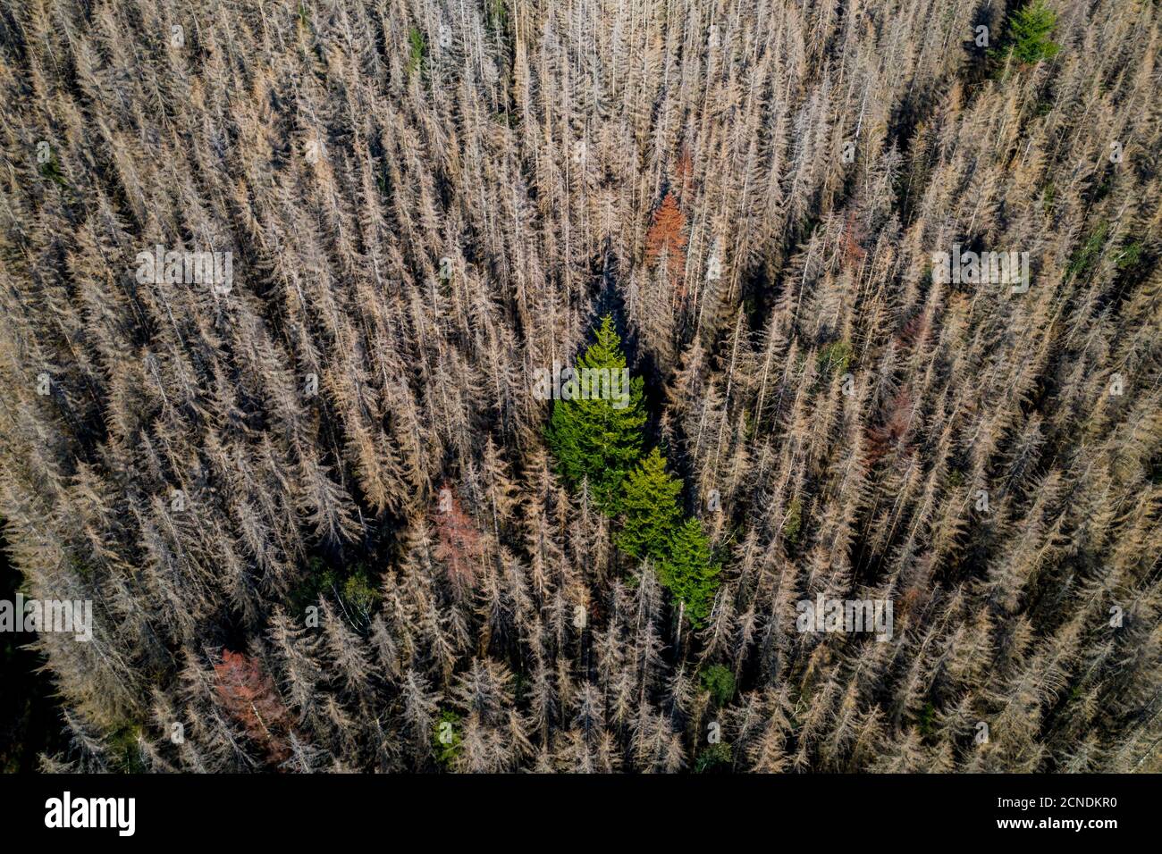 Sauerland district, forest dieback, dead spruce trees, caused by the ...