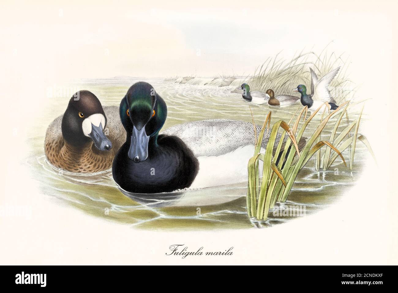Aquatic bird Greater Scaup (Aythya marila) floating in pond water side ...