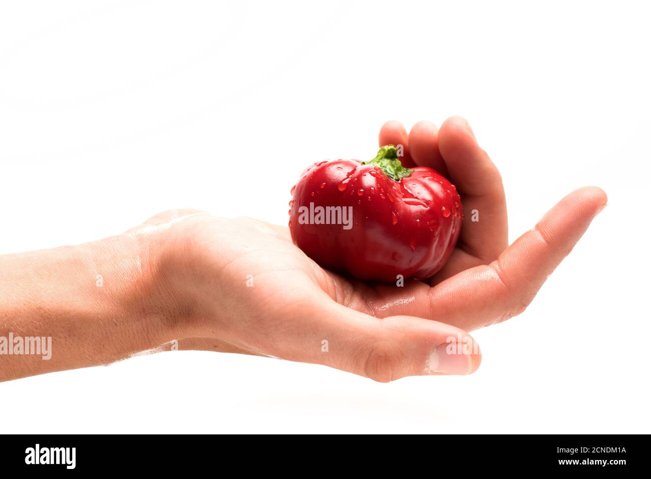 Hand holds pepper with sweet taste and shiny peel. Bell pepper of red ...