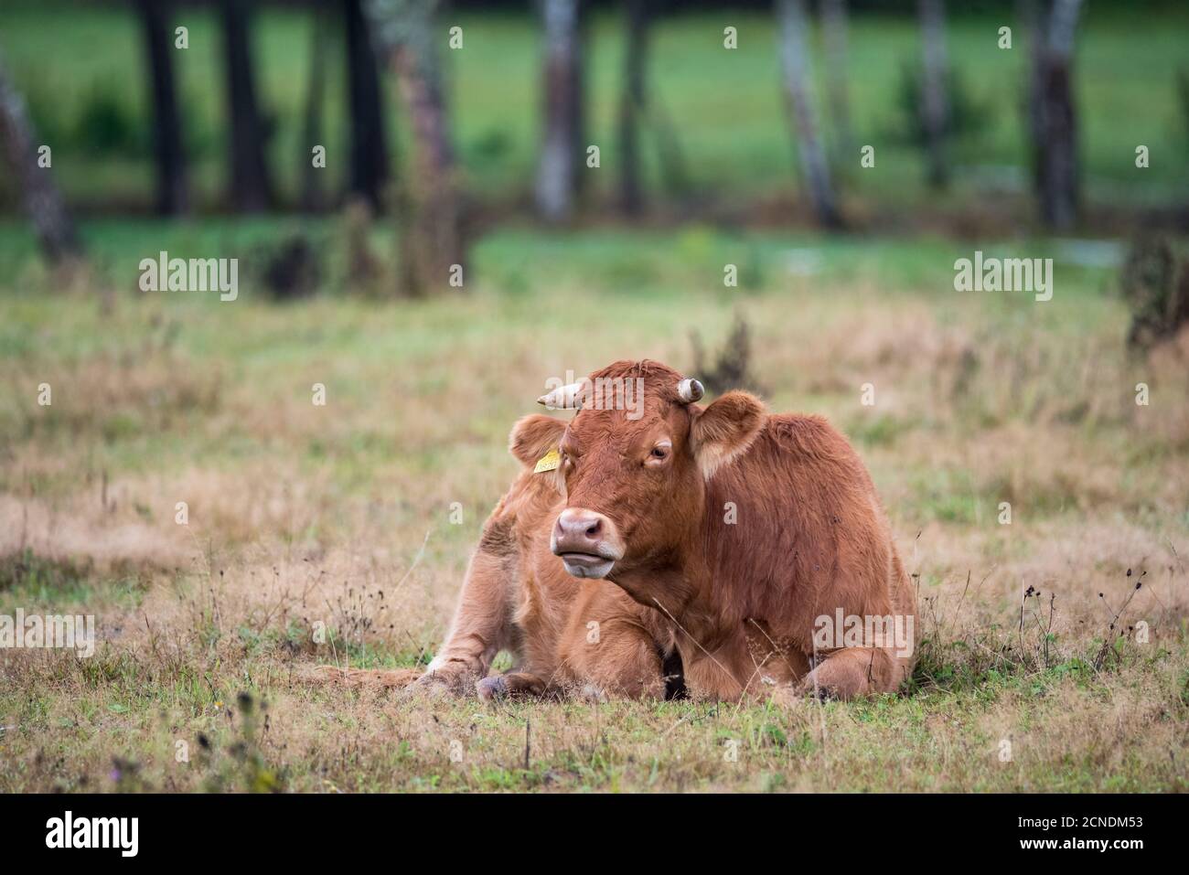 Limousine a cow of the limousine breed hi-res stock photography and ...