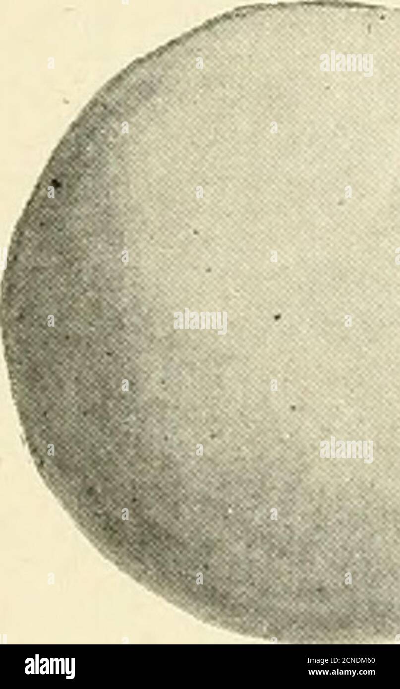 Frog egg cells hi-res stock photography and images - Alamy