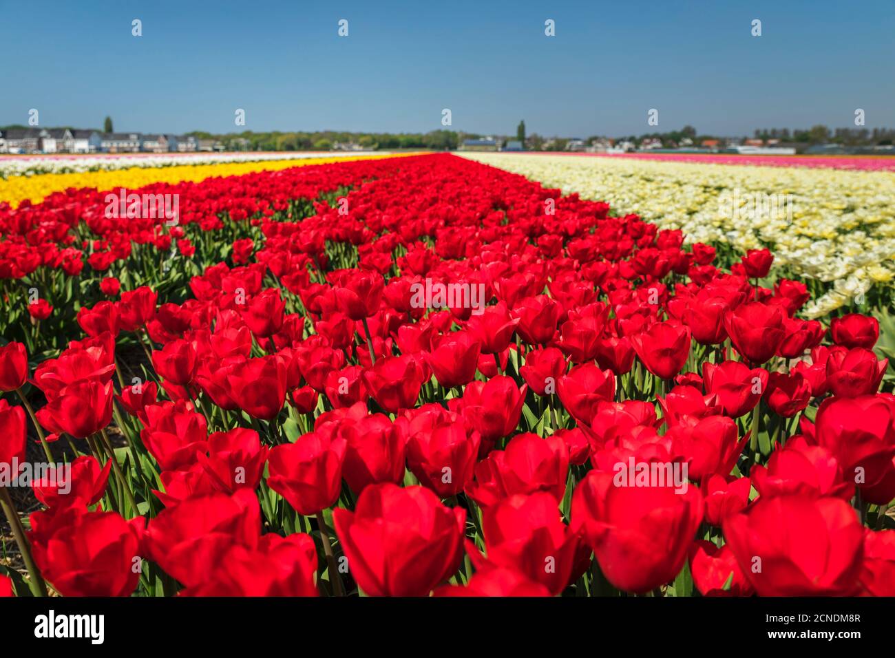 Field of tulips in spring, South Holland, Netherlands, Europe Stock ...