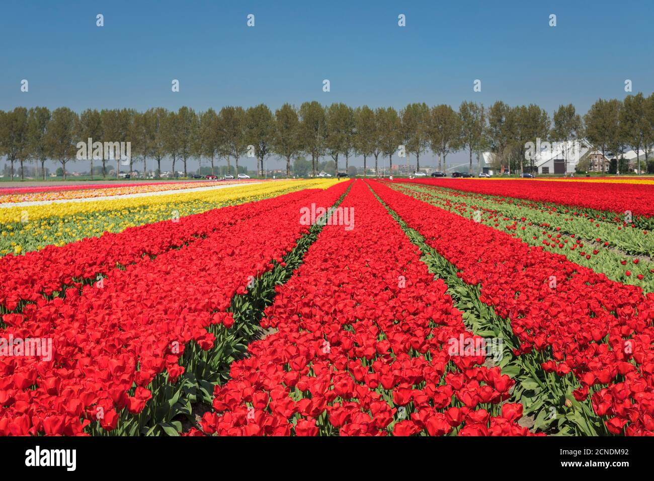 Field of tulips in spring, South Holland, Netherlands, Europe Stock ...