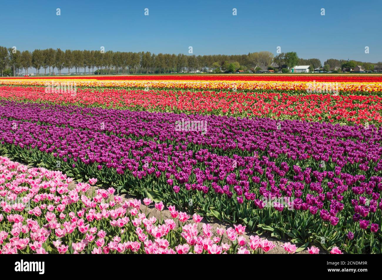 Field of tulips in spring, South Holland, Netherlands, Europe Stock ...