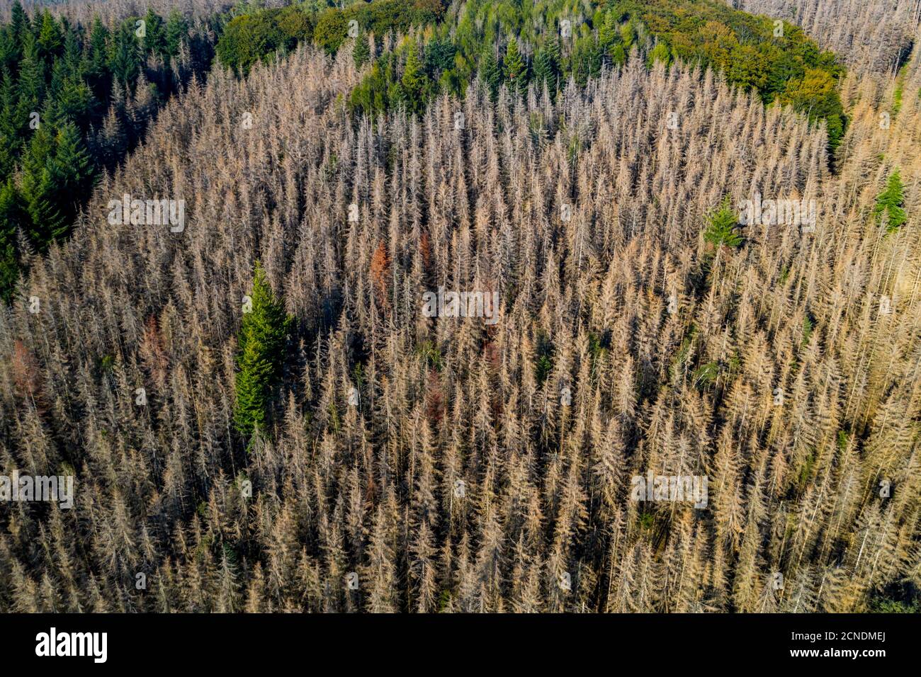 Sauerland district, forest dieback, dead spruce trees, caused by the ...