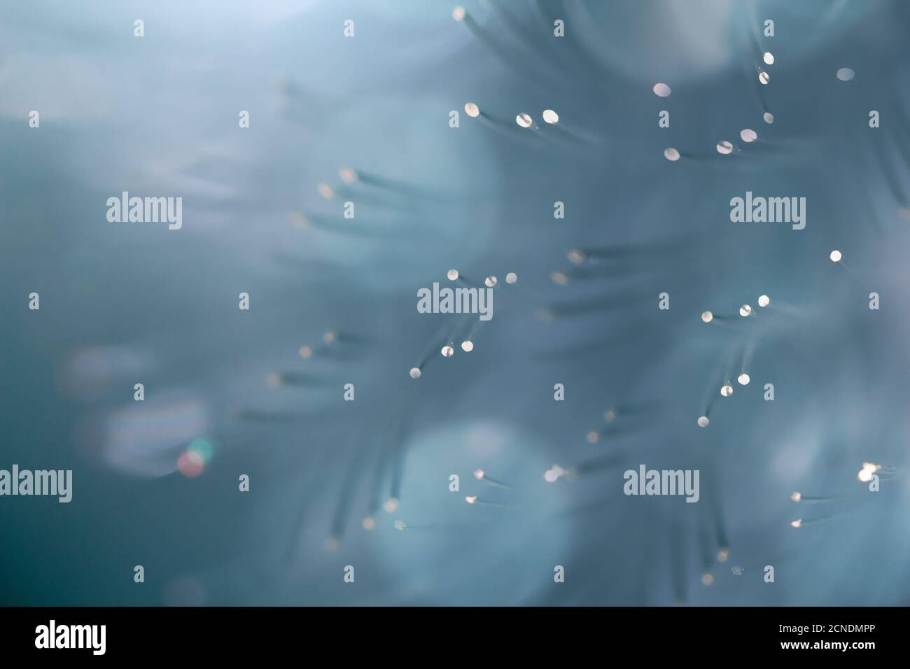 winter bokeh background Stock Photo - Alamy