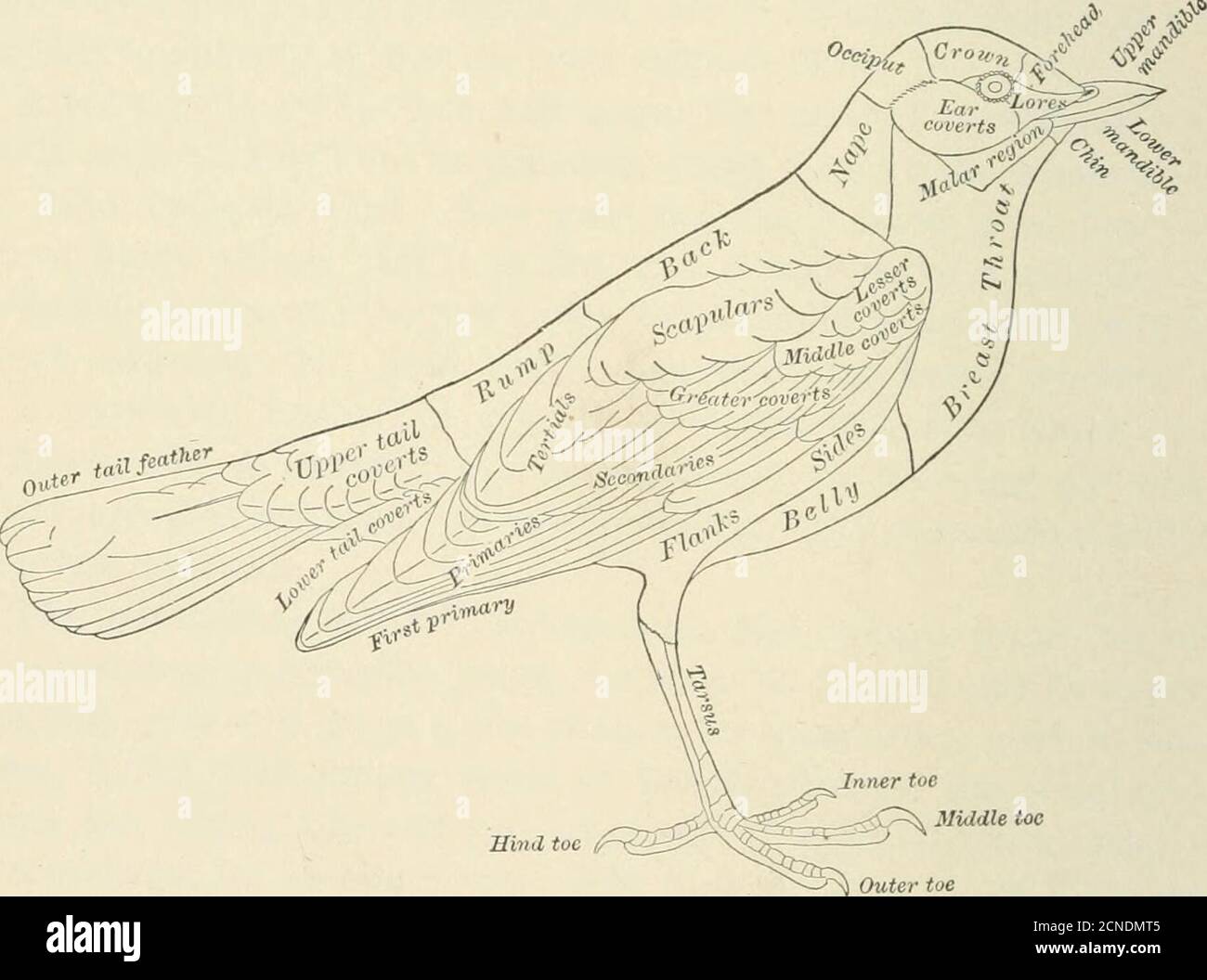 . Handbook of birds of the western United States, including the great ...
