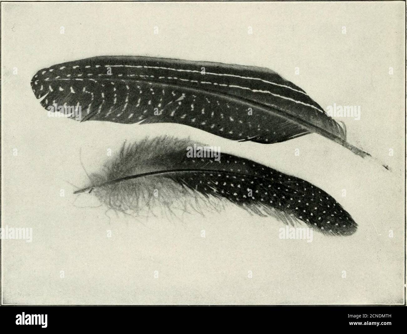 Distinct plumage pattern hi-res stock photography and images - Alamy