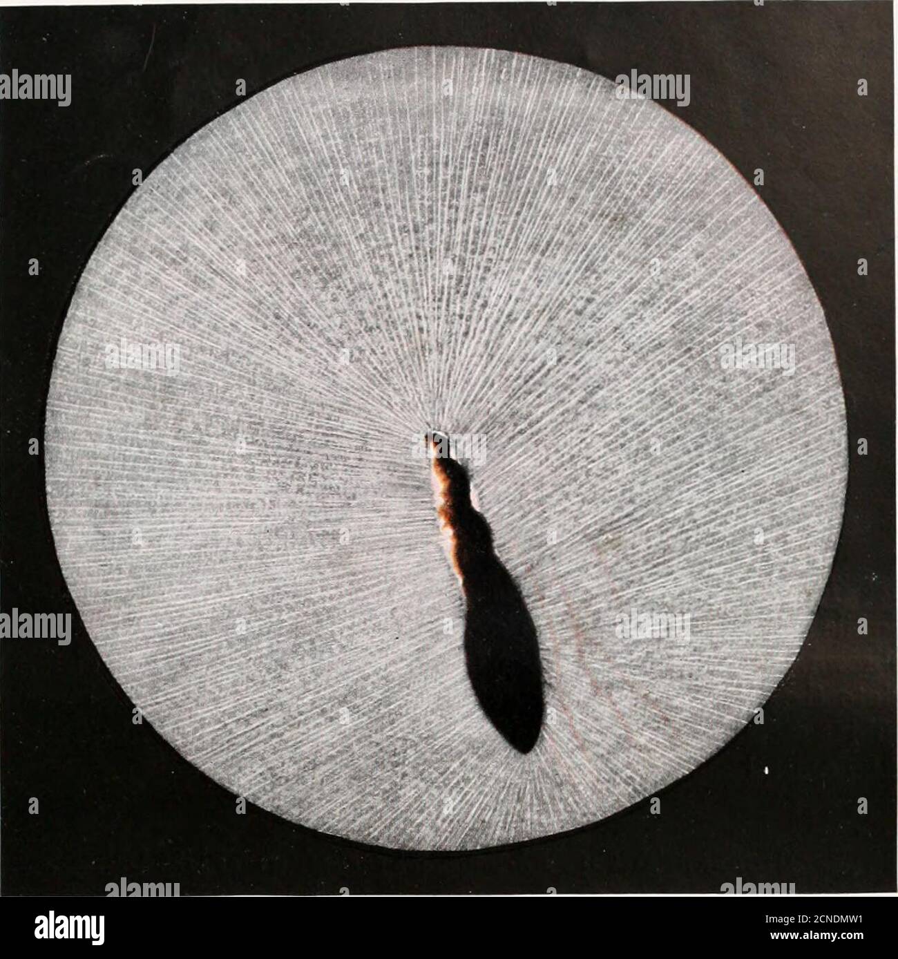 White ish blue hi-res stock photography and images - Alamy