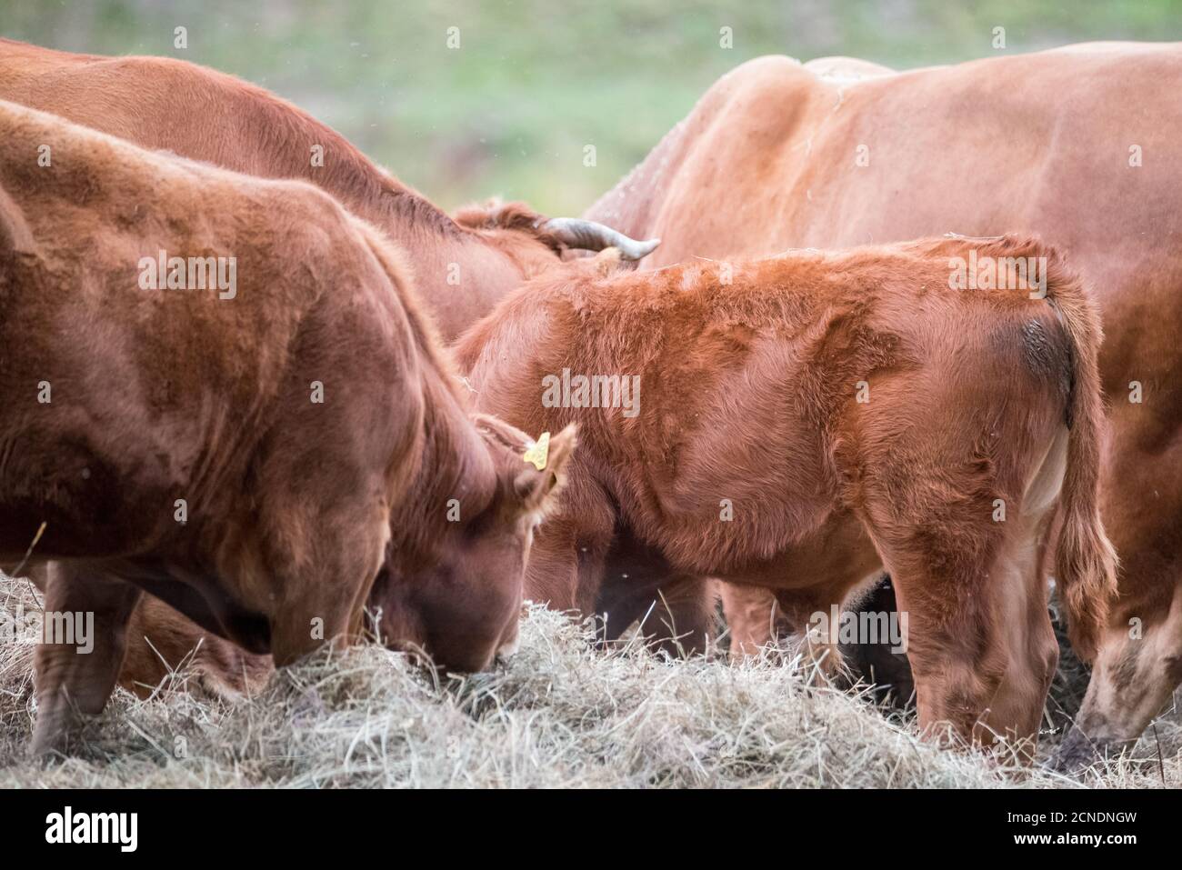 Limousine, a French breed of beef cattle. Brown cows in the pasture ...