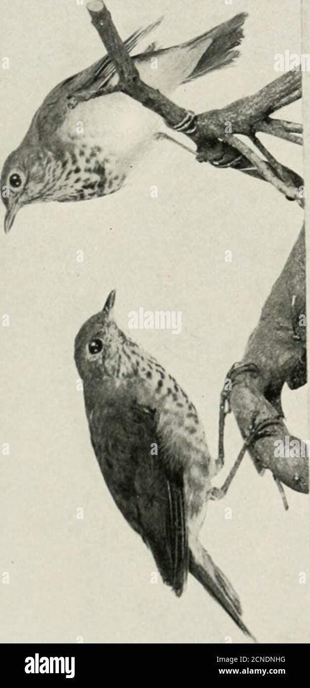 . Bird-lore Stock Photo - Alamy