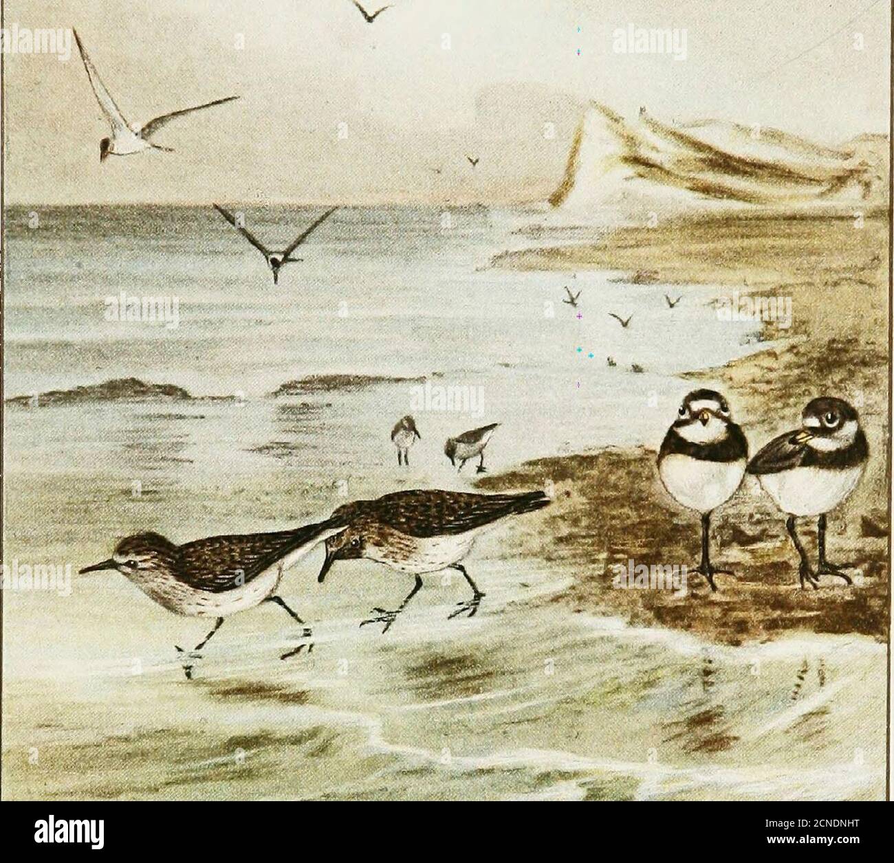 . Bird-life: a guide to the study of our common birds . Fig. 22.—Curved ...