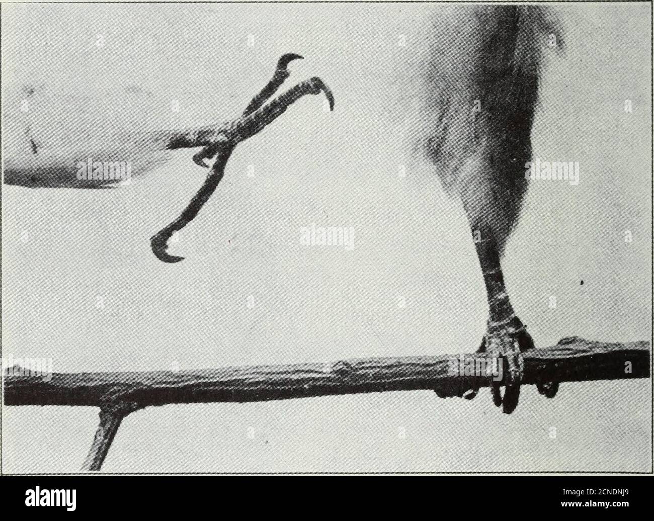 . The bird, its form and function . Fig. 291.—Cockatoo perching with ...