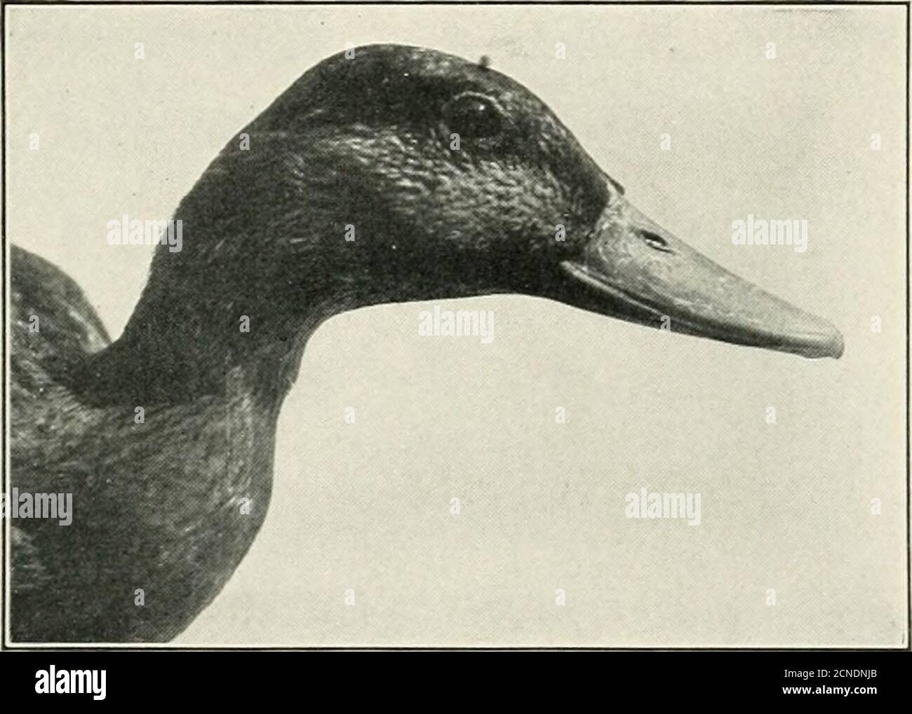 . The bird, its form and function . Fig. 30.—Eclipse plumage of Mallard ...