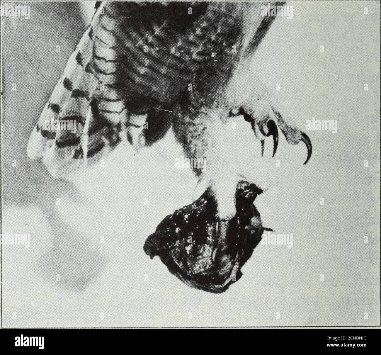 . The bird, its form and function . d to beever on the alert. The ...
