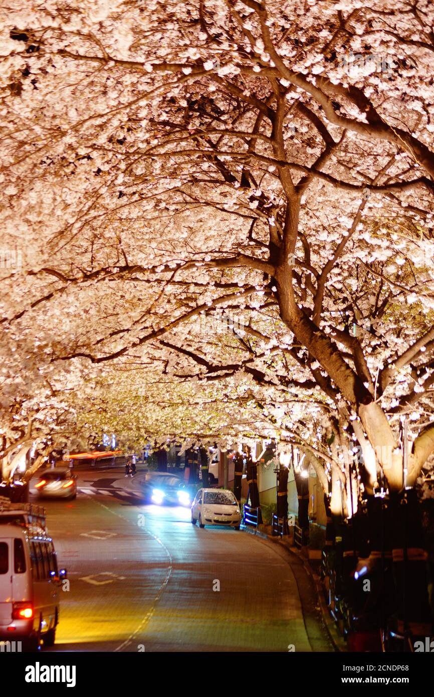 Tunnel of sakura hi-res stock photography and images - Alamy