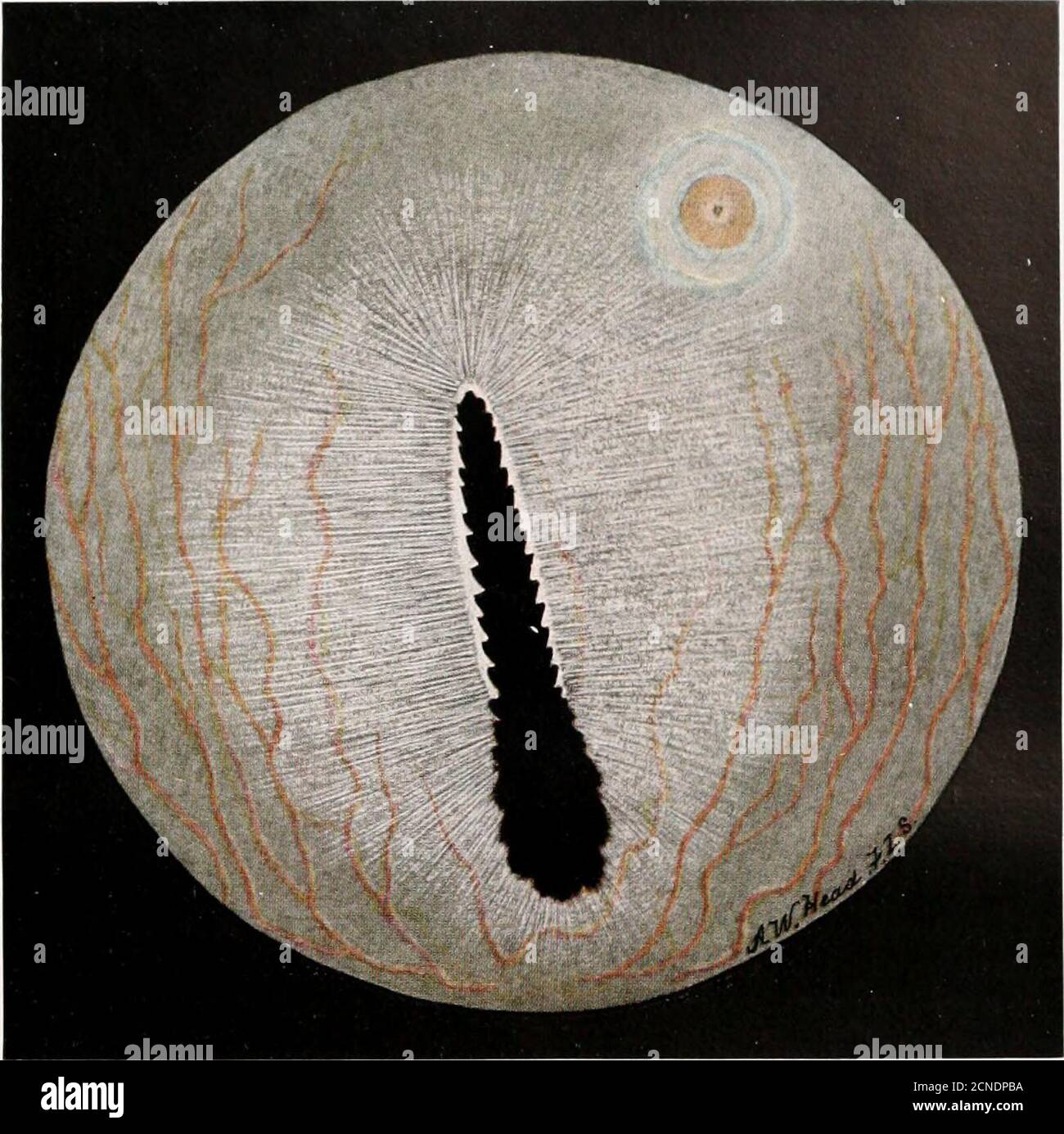 Eyeground hi-res stock photography and images - Alamy