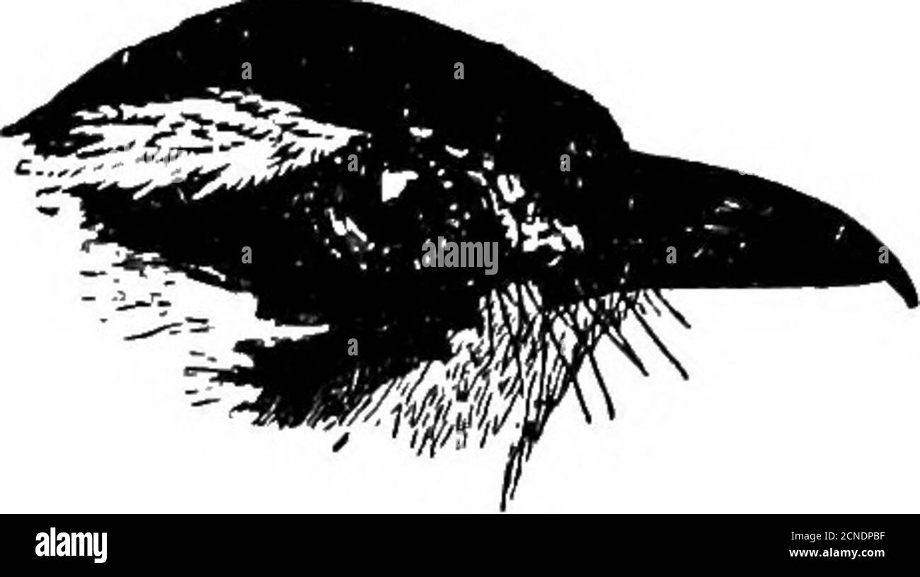 Yellow lores Black and White Stock Photos & Images - Alamy