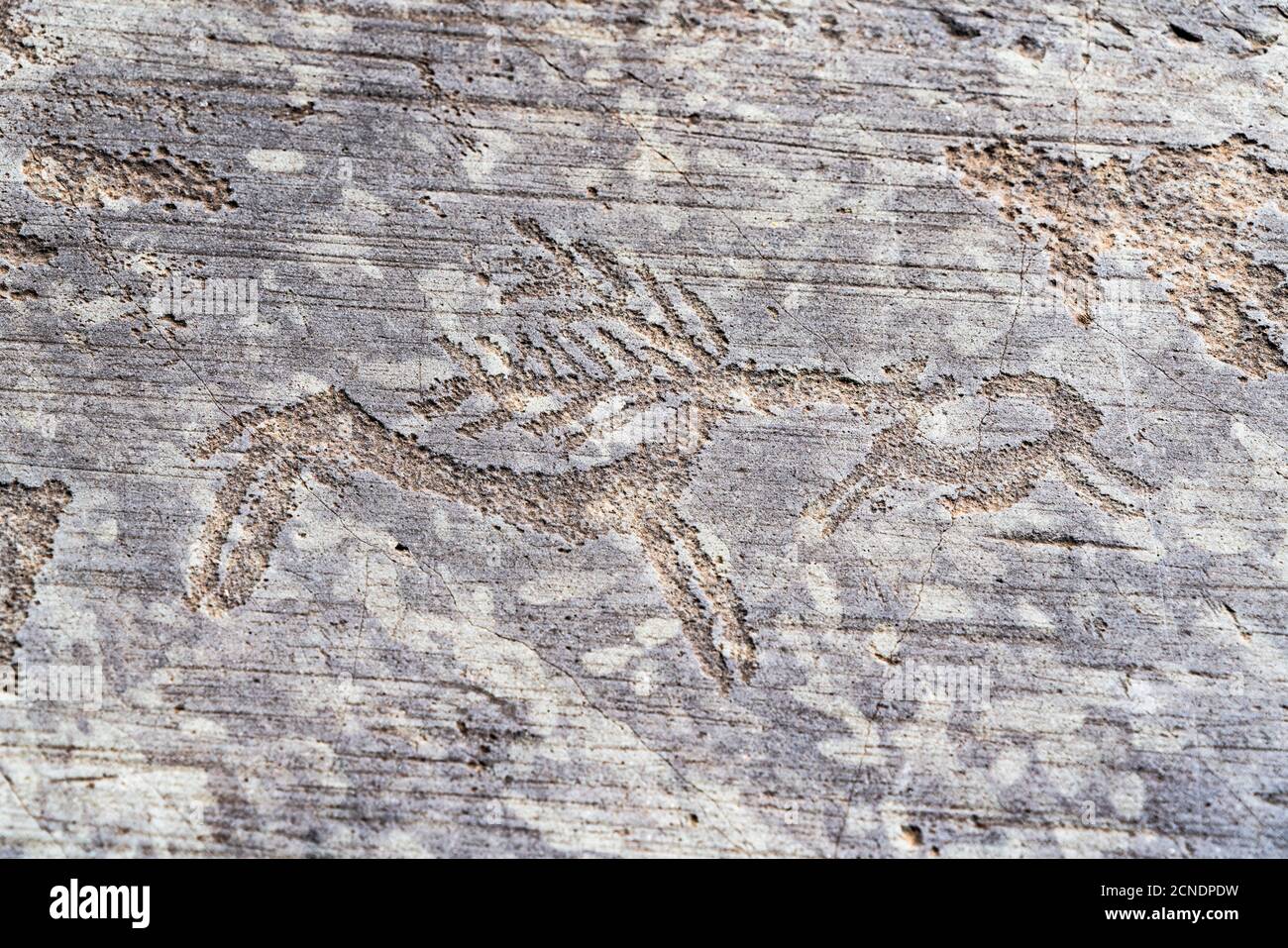 Rock engraving. animal hi-res stock photography and images - Alamy