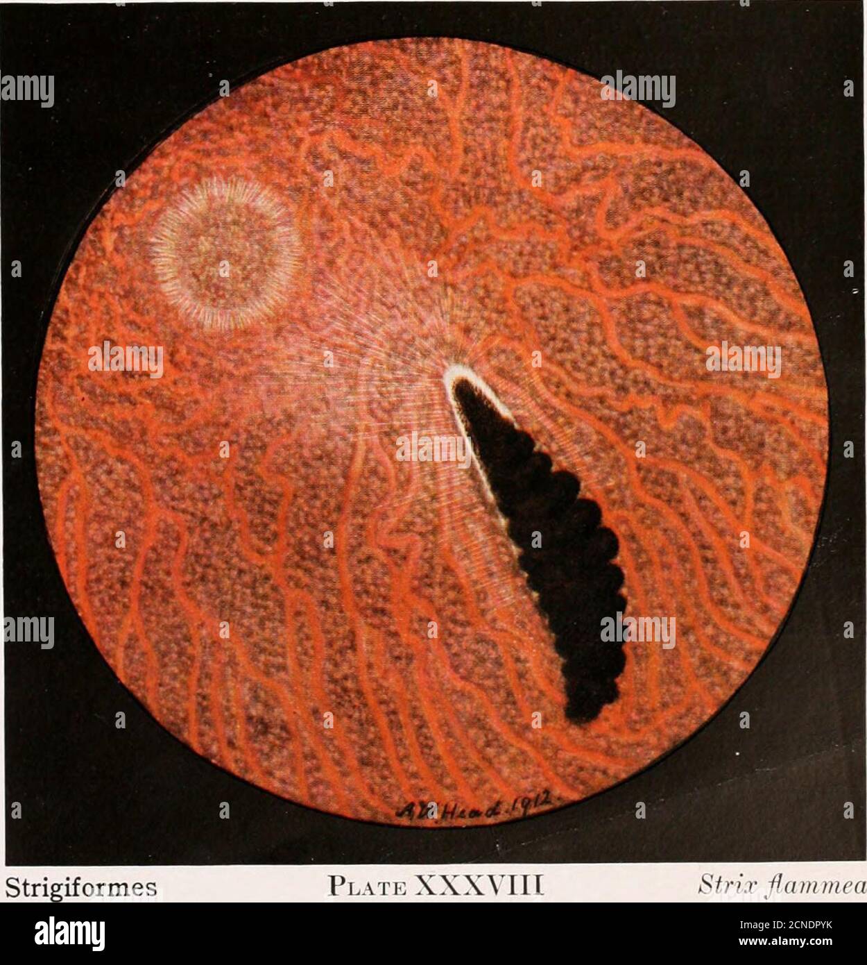 Eyeground hi-res stock photography and images - Alamy