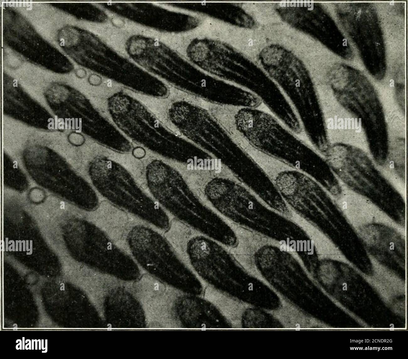 . The bird, its form and function . in which the scales of fishes and ...