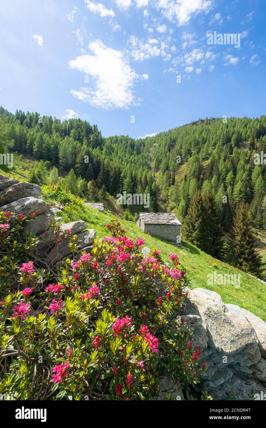 Rhododendrons in bloom surrounding huts and woods, Porcile Lakes ...
