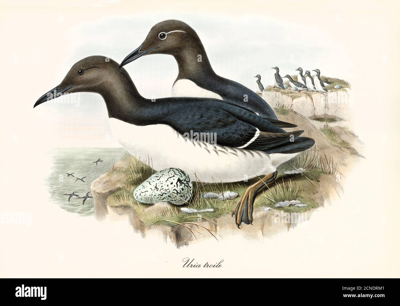 Guillemot painting hi-res stock photography and images - Alamy