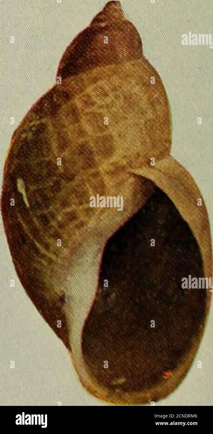 Ampullaria shells hi-res stock photography and images - Alamy