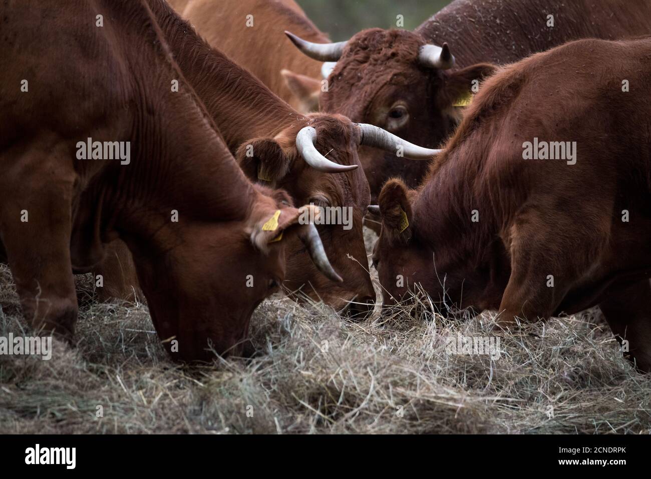 Limousine, a French breed of beef cattle. Brown cows in the pasture ...