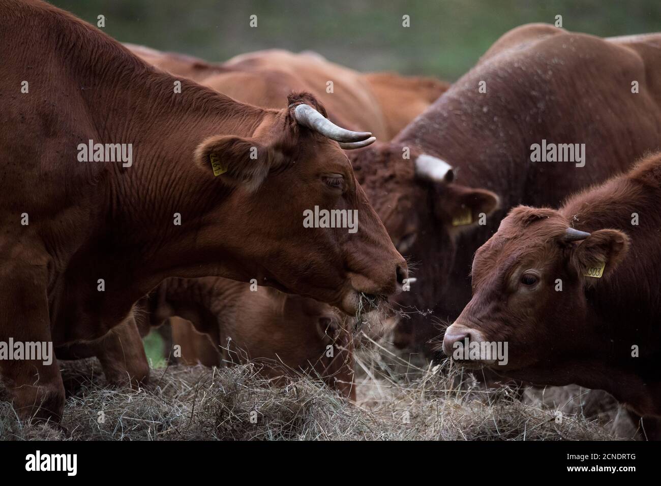 Limousine, a French breed of beef cattle. Brown cows in the pasture ...