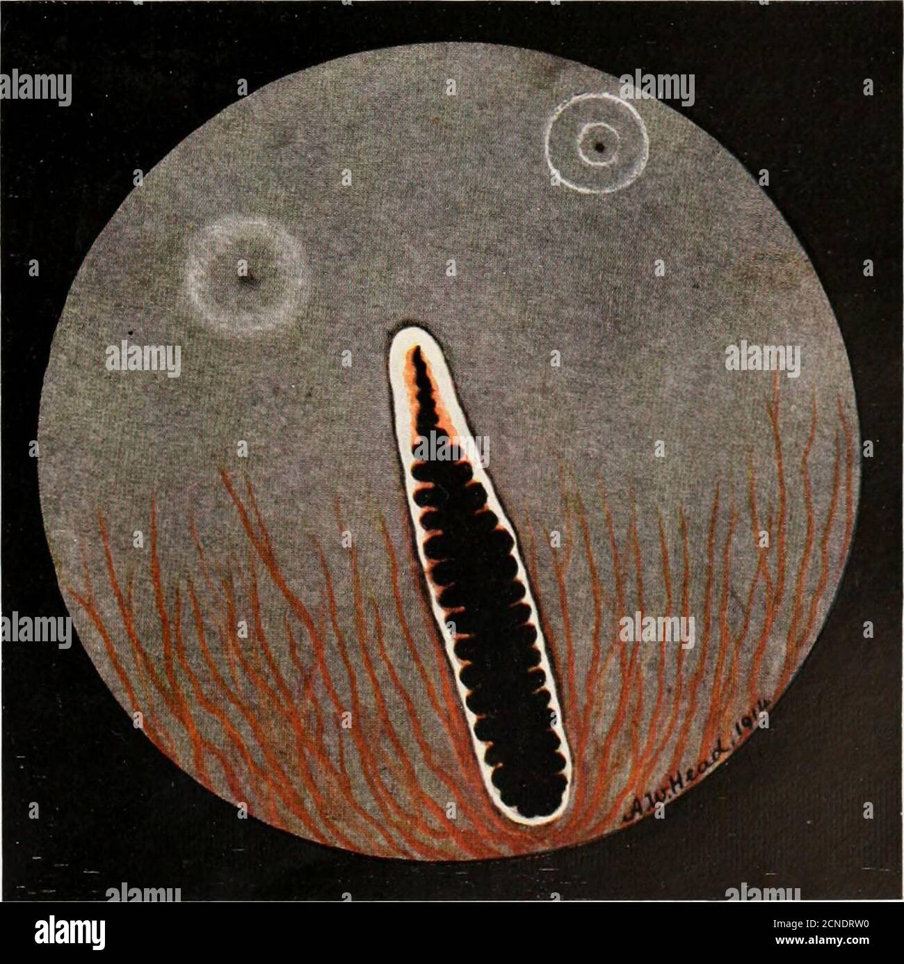 . The fundus oculi of birds, especially as viewed by the ophthalmoscope ...
