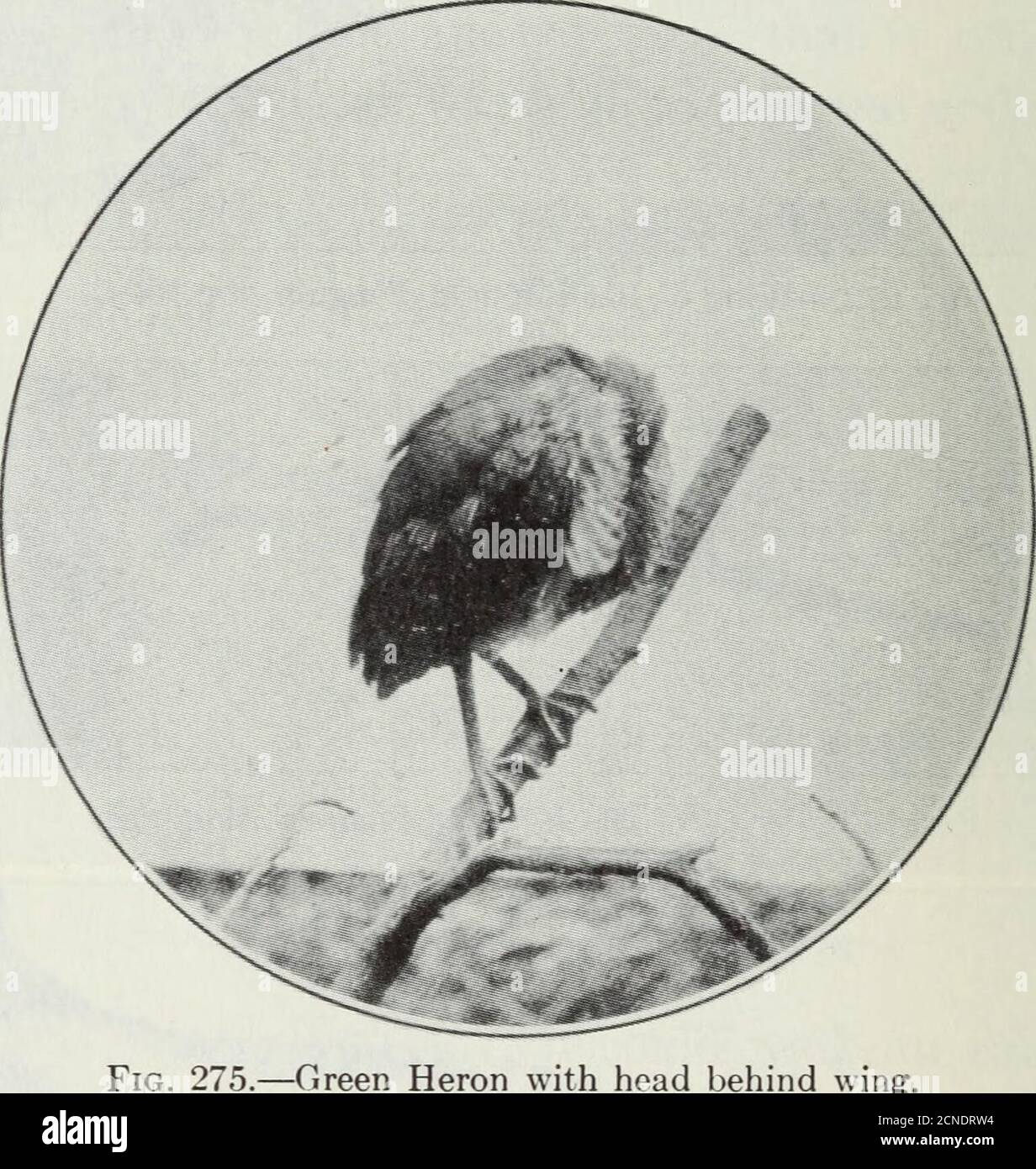 Shoulder footed hi-res stock photography and images - Alamy