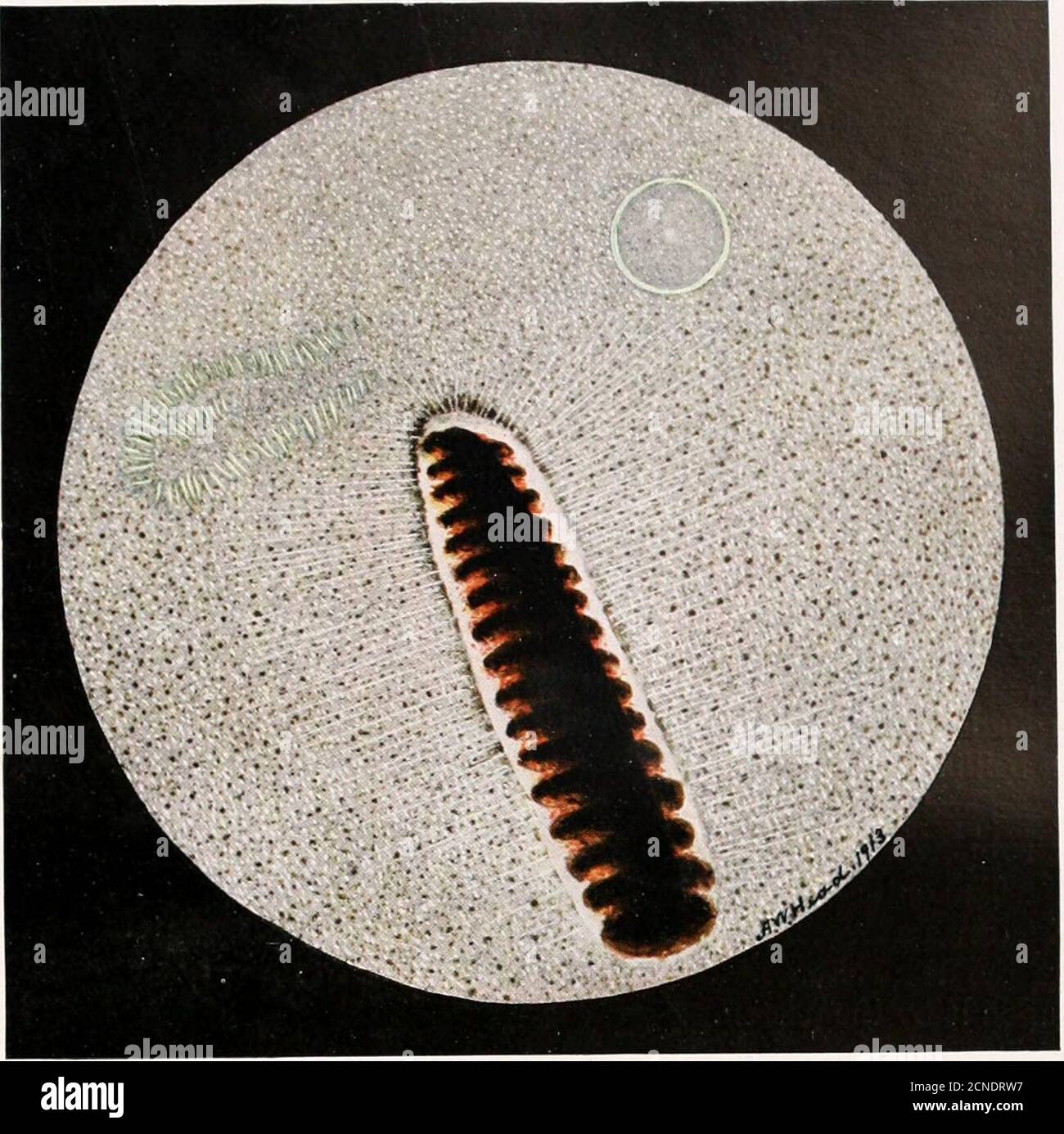 Eyeground hi-res stock photography and images - Alamy