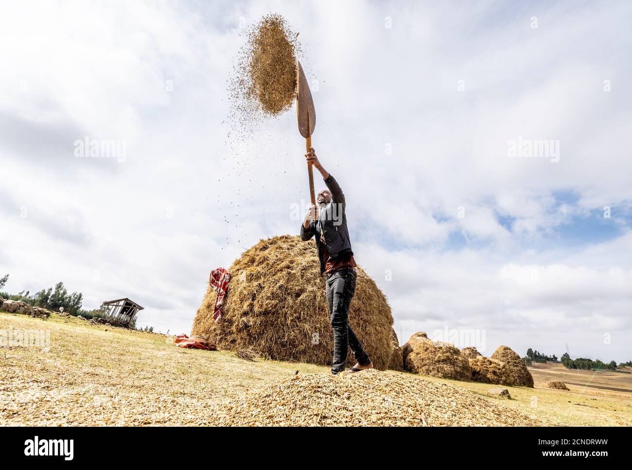 Threshing Wheat Fields High Resolution Stock Photography and Images - Alamy