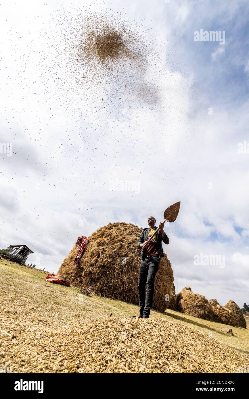 Man throwing wheat up in the air during threshing, Wollo Province ...