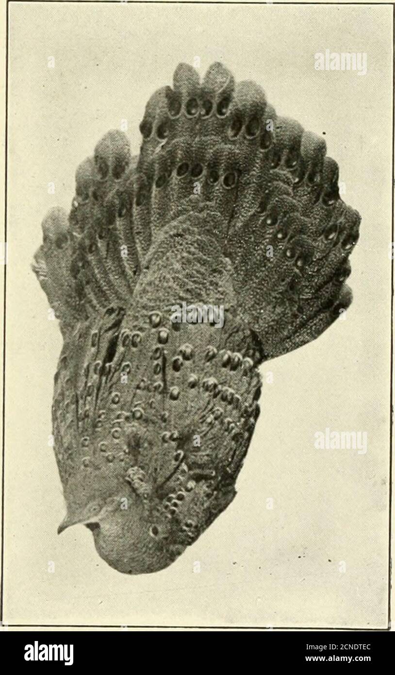 . The bird; its form and function . Fig. 334.—Decorative tail of Reeves ...