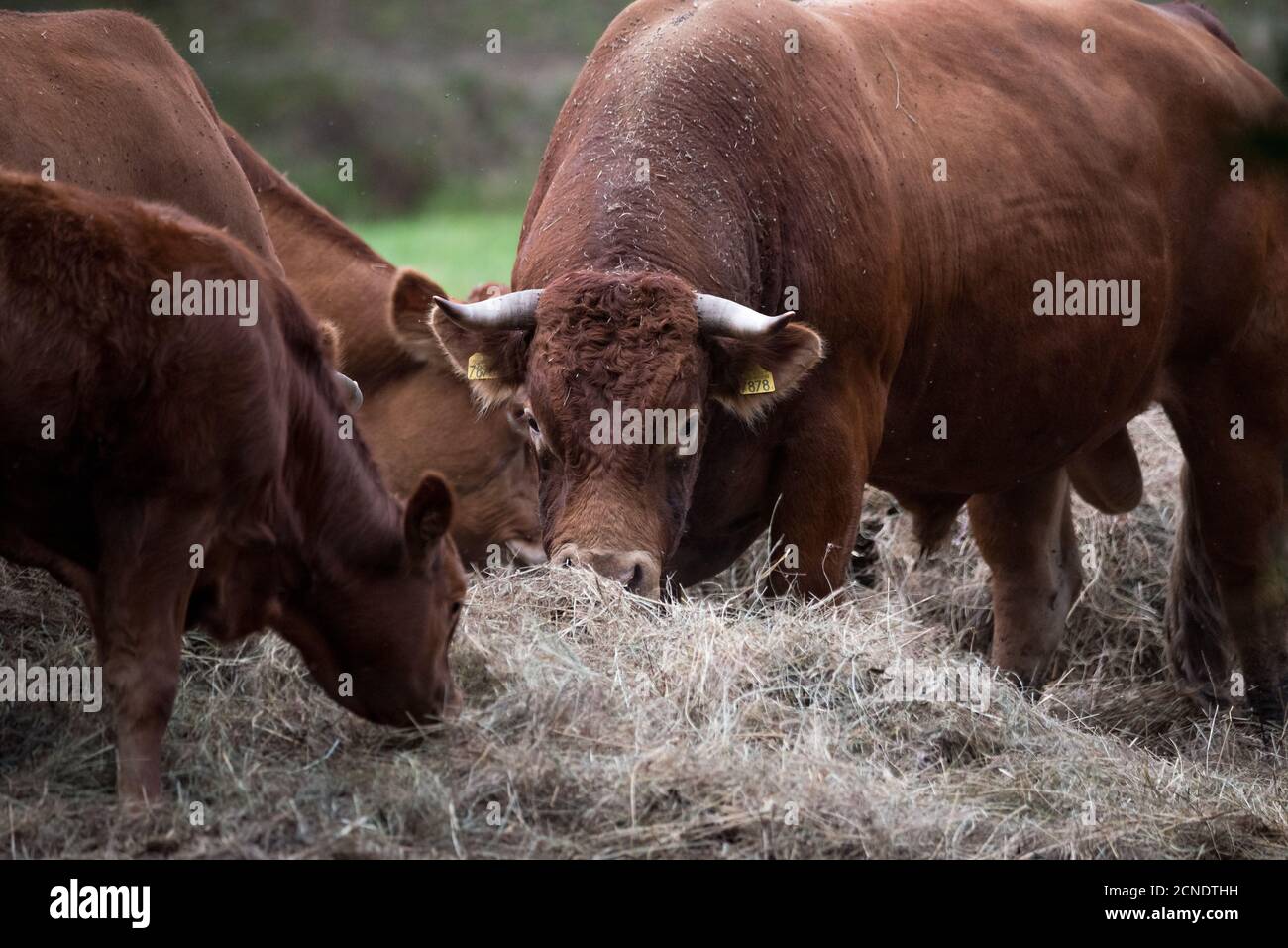 Limousine, a French breed of beef cattle. Brown cows in the pasture ...