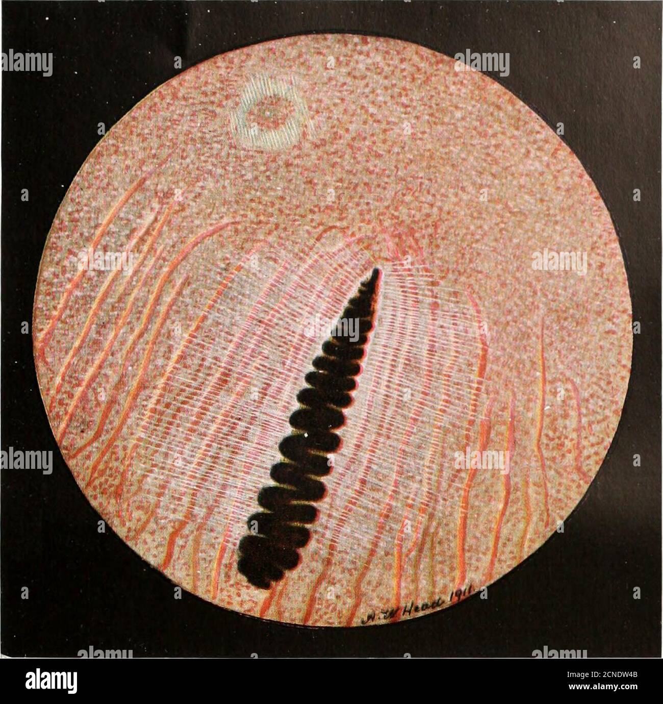 . The fundus oculi of birds, especially as viewed by the ophthalmoscope ...