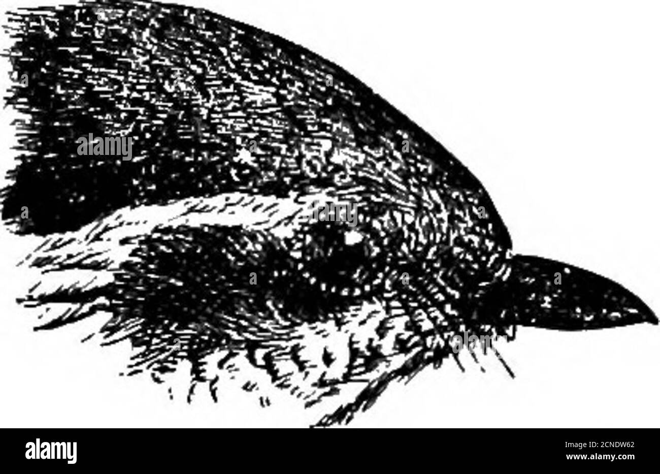 Lowforest hi-res stock photography and images - Alamy