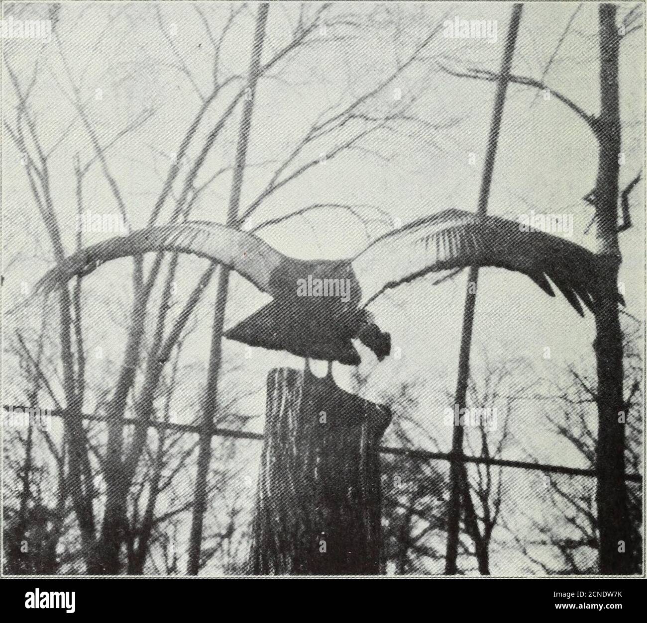 Shooting the albatross hi-res stock photography and images - Alamy