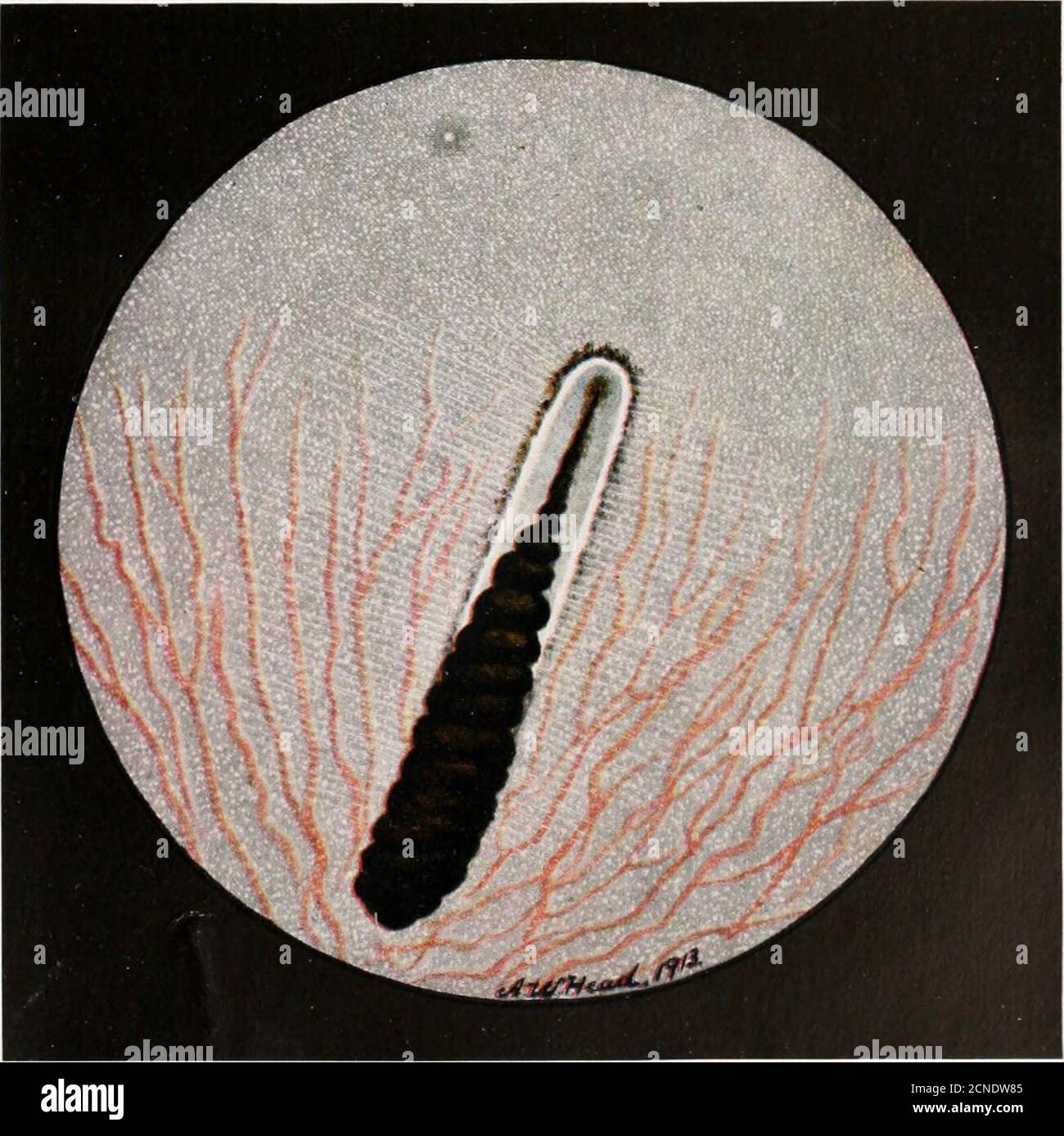 . The fundus oculi of birds, especially as viewed by the ophthalmoscope ...