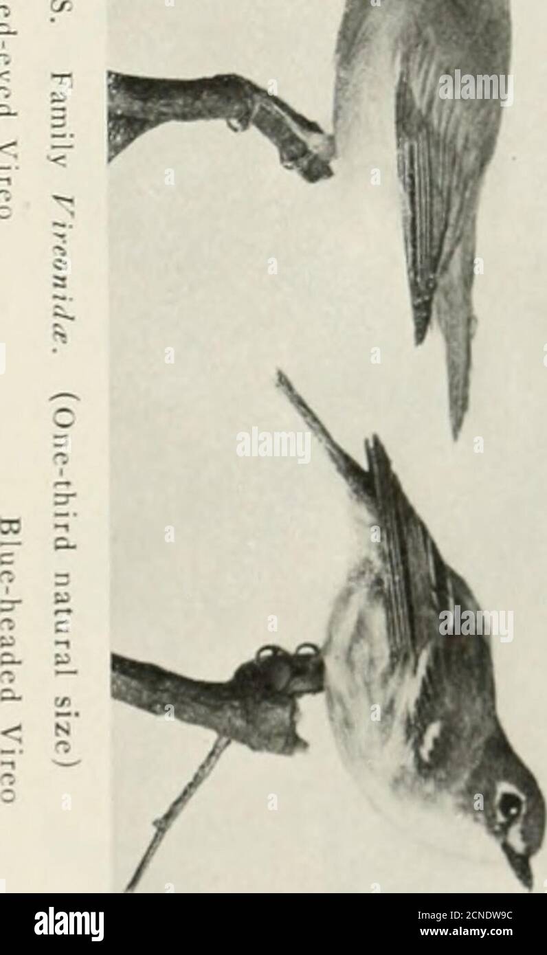 . Bird-lore . .4 Stock Photo - Alamy