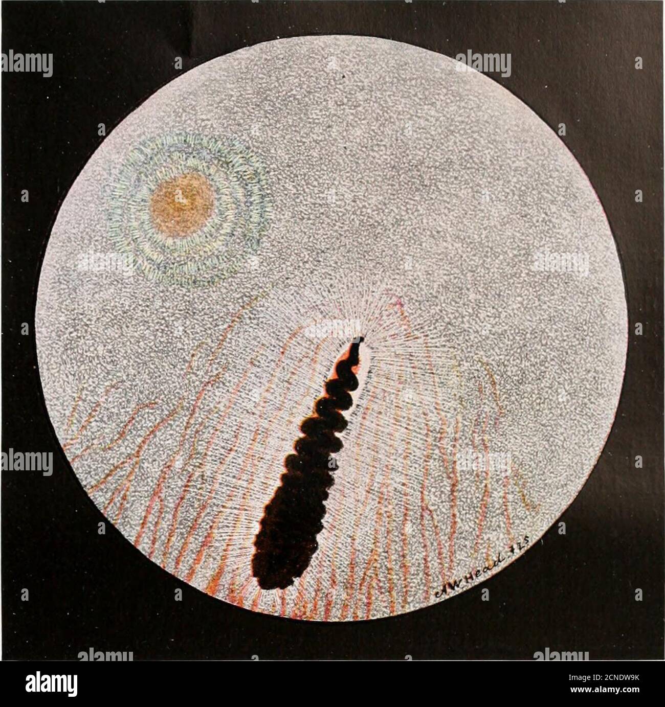 . The fundus oculi of birds, especially as viewed by the ophthalmoscope ...