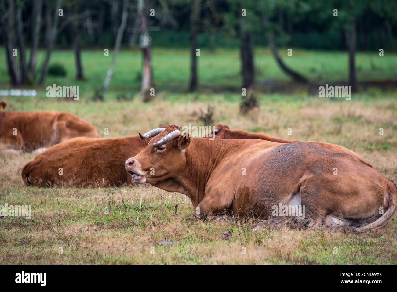 Limousine, a French breed of beef cattle. Brown cows in the pasture ...