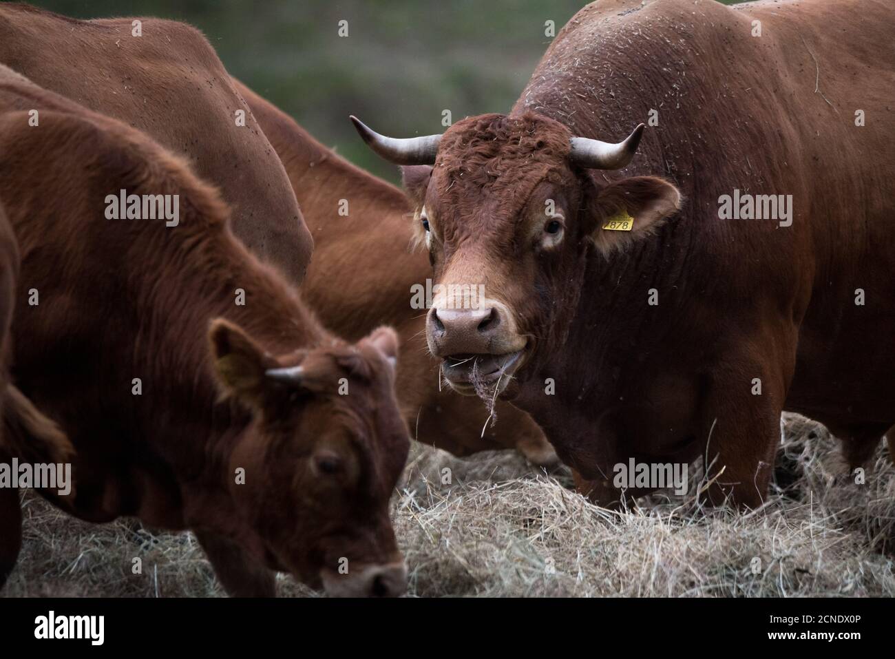 Limousine, a French breed of beef cattle. Brown cows in the pasture ...