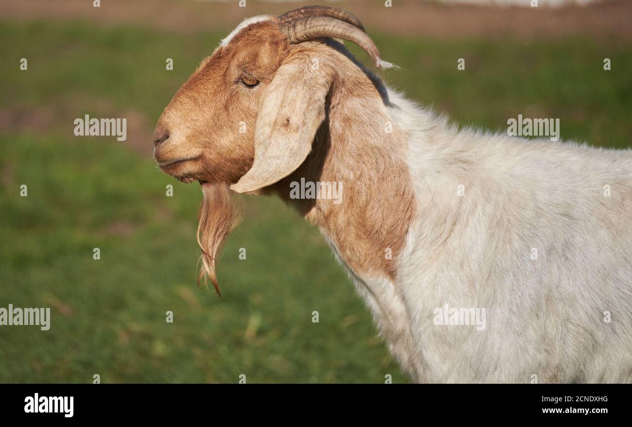 Brown headed goat staring nowhere Stock Photo - Alamy