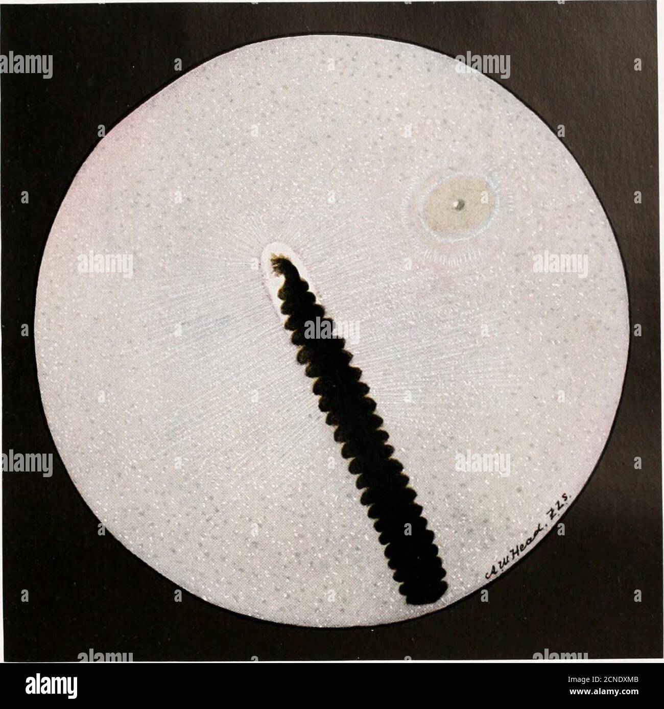 Eyeground hi-res stock photography and images - Alamy